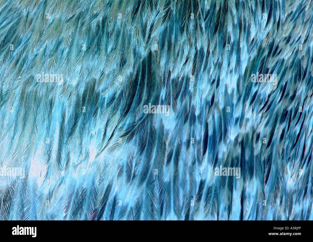 Feathers Fabrics Animal Patterns Stock Photo - Alamy