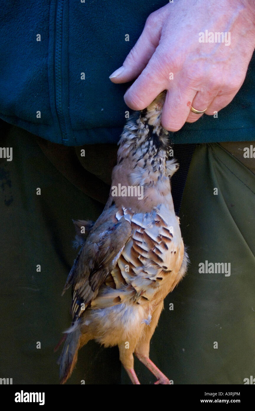 Dead partridge hi-res stock photography and images - Alamy