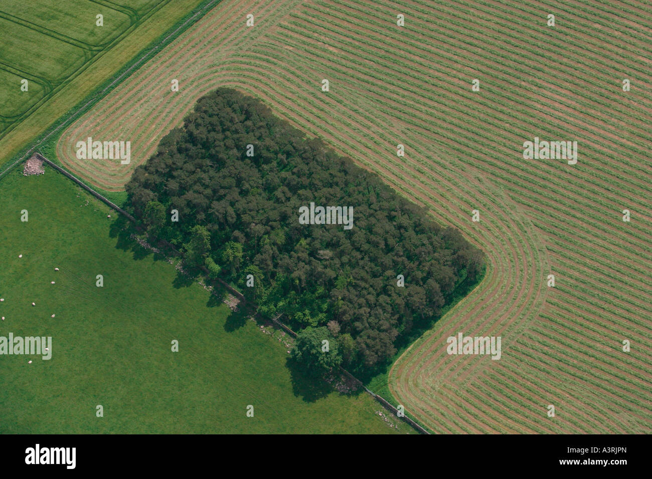 Aerial view of a green field with a rectangular forest in the middle ...