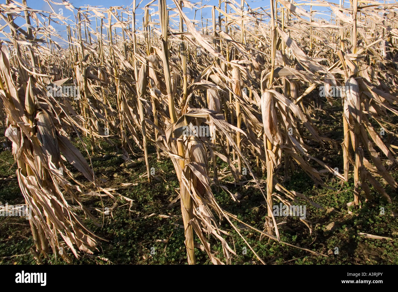 Maize cover hi-res stock photography and images - Alamy