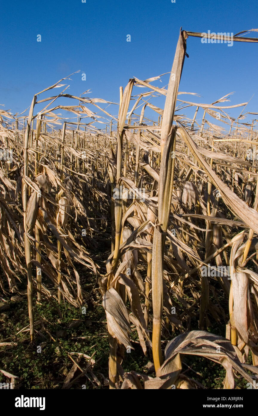 sweetcorn or maize grown as wild bird cover Stock Photo - Alamy