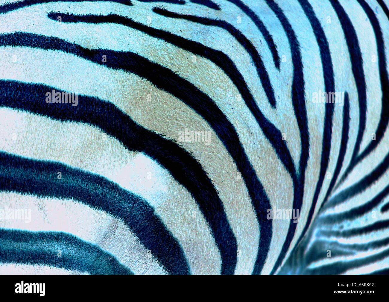 Feathers Fabrics Animal Patterns Stock Photo - Alamy