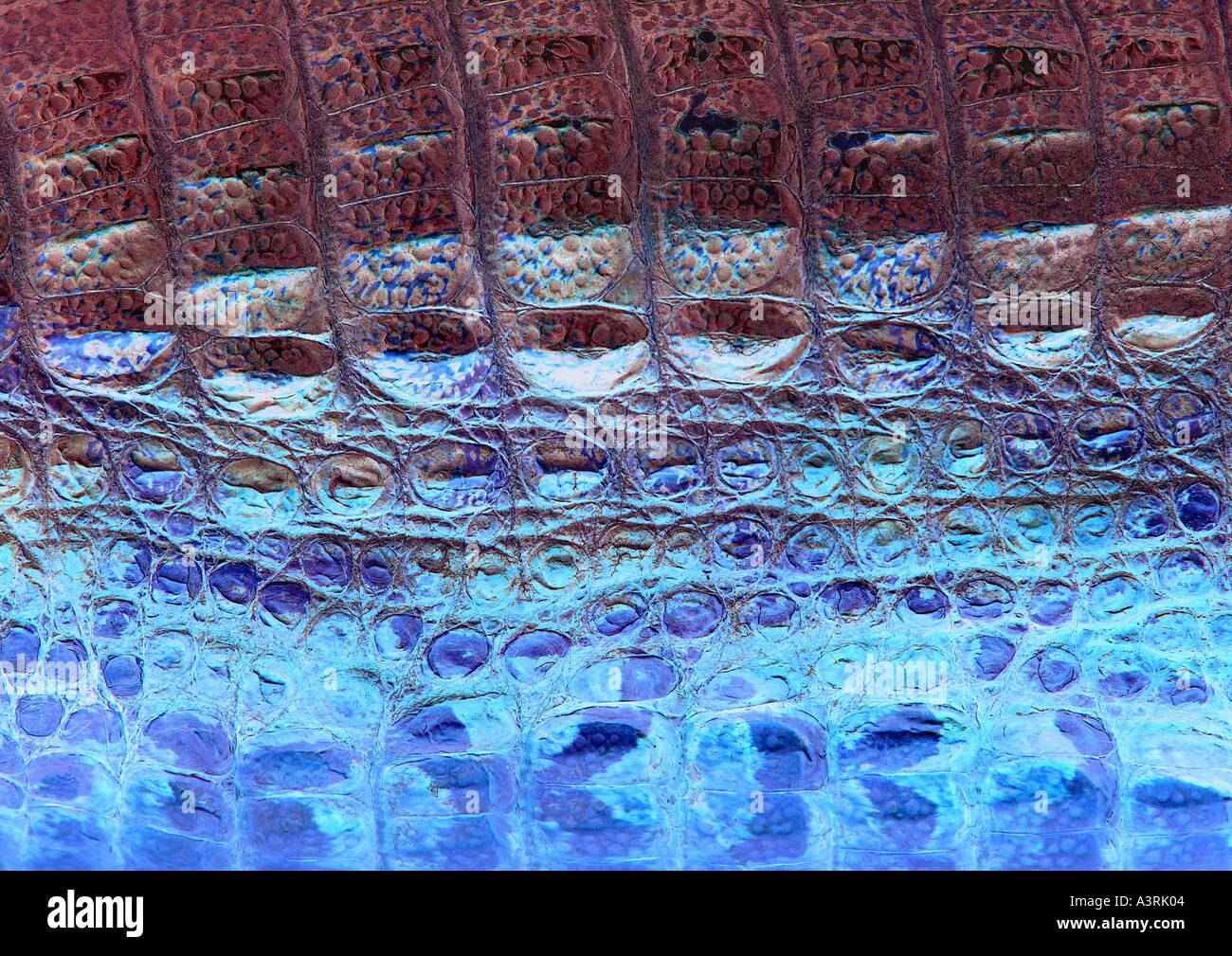 Feathers Fabrics Animal Patterns Stock Photo - Alamy