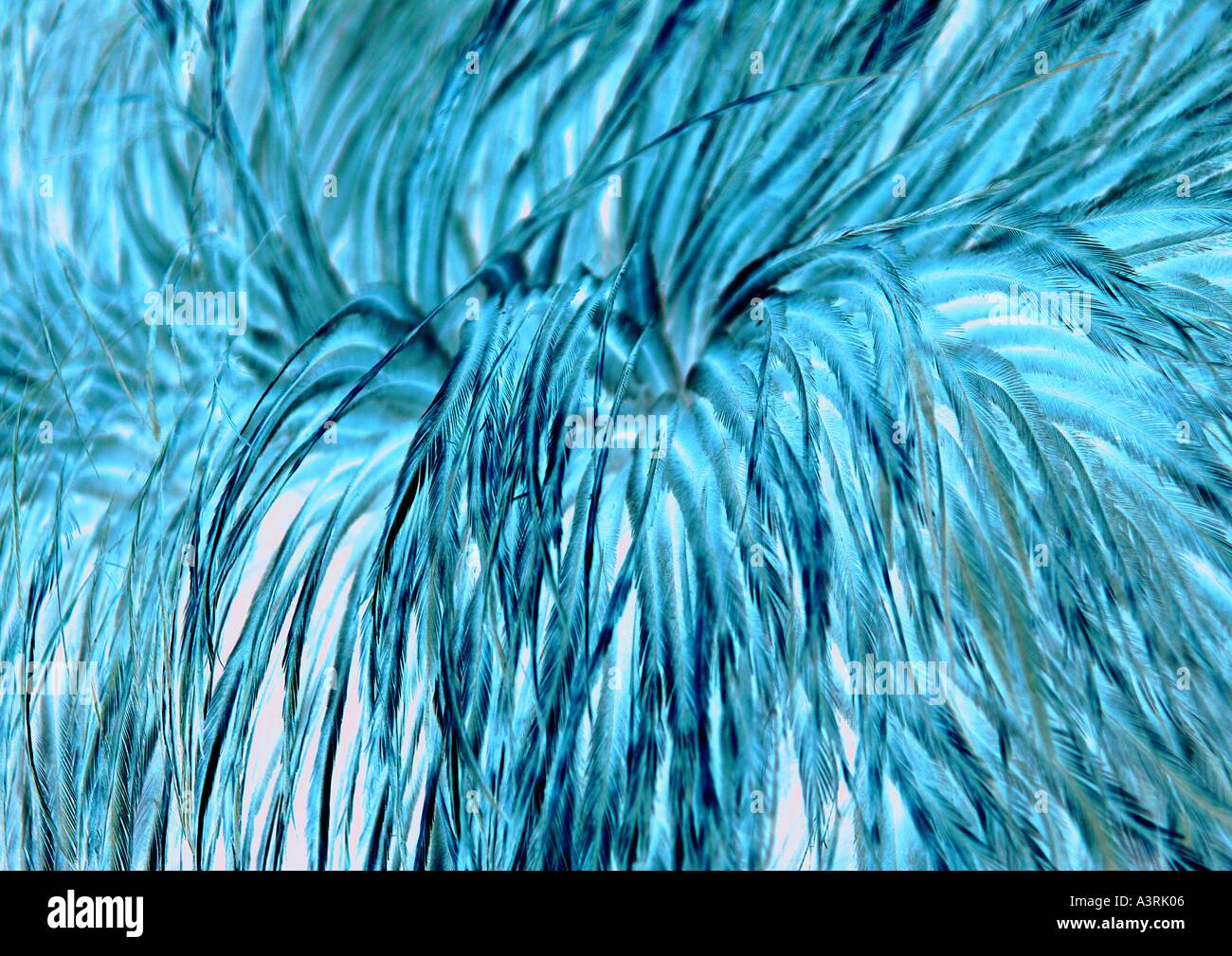 Feathers Fabrics Animal Patterns Stock Photo - Alamy