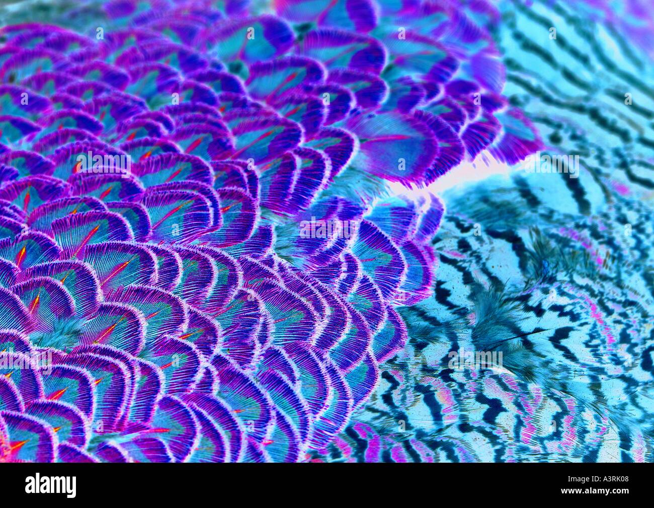 Feathers Fabrics Animal Patterns Stock Photo - Alamy