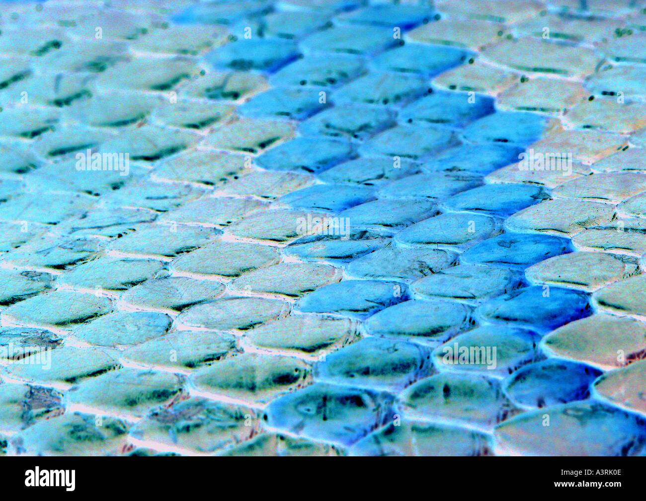 Feathers Fabrics Animal Patterns Stock Photo - Alamy