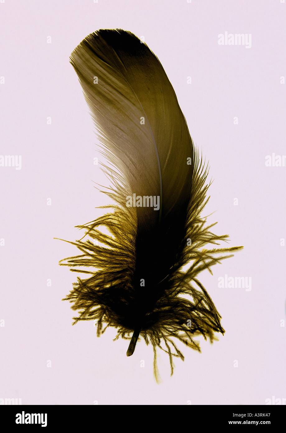 Feathers Fabrics Animal Patterns Stock Photo - Alamy