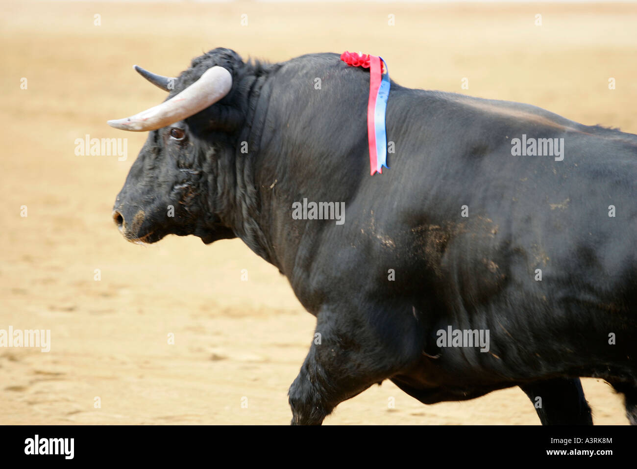 Fighting bull close-up Stock Photo - Alamy