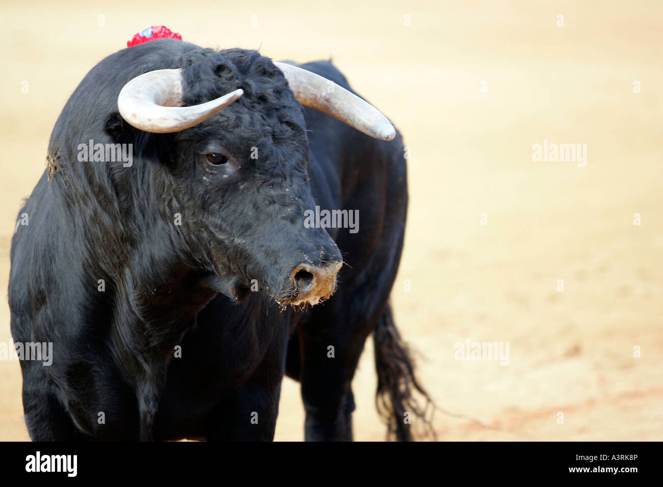 Fierce hi-res stock photography and images - Alamy