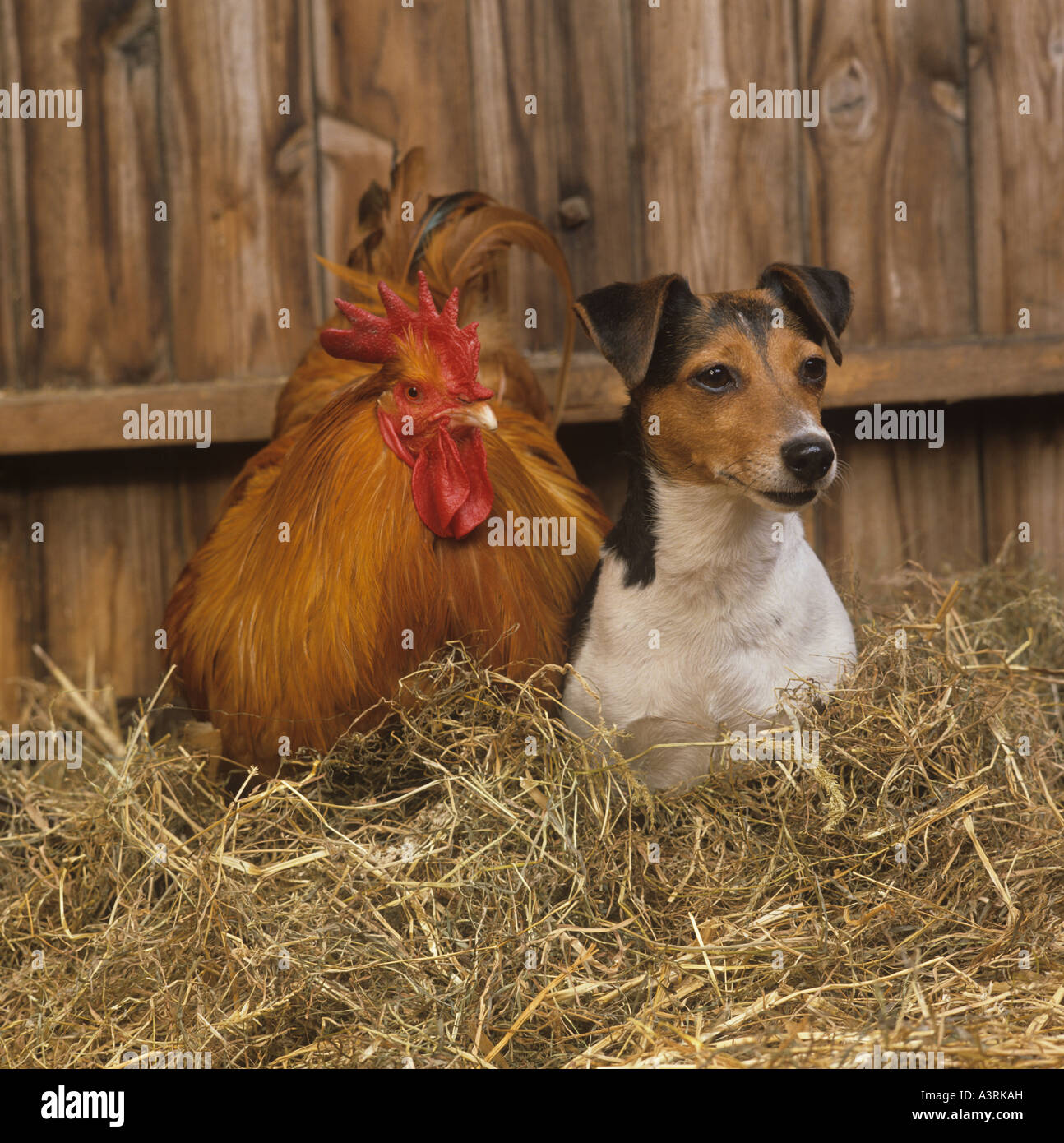 Jack Russell Terrier & Rooster Stock Photo - Alamy