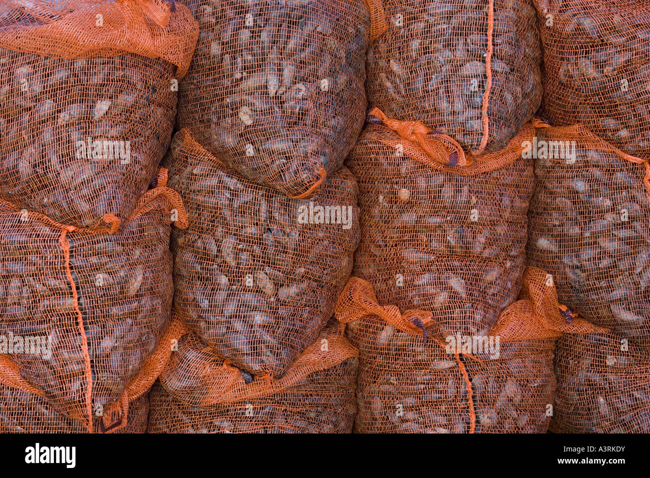 Mussels for Market Norfolk UK Stock Photo - Alamy