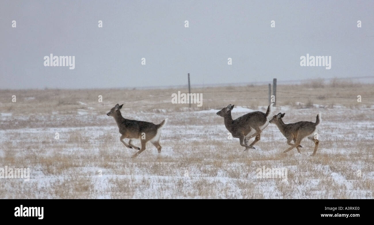 White tailed deer jaw hi-res stock photography and images - Alamy