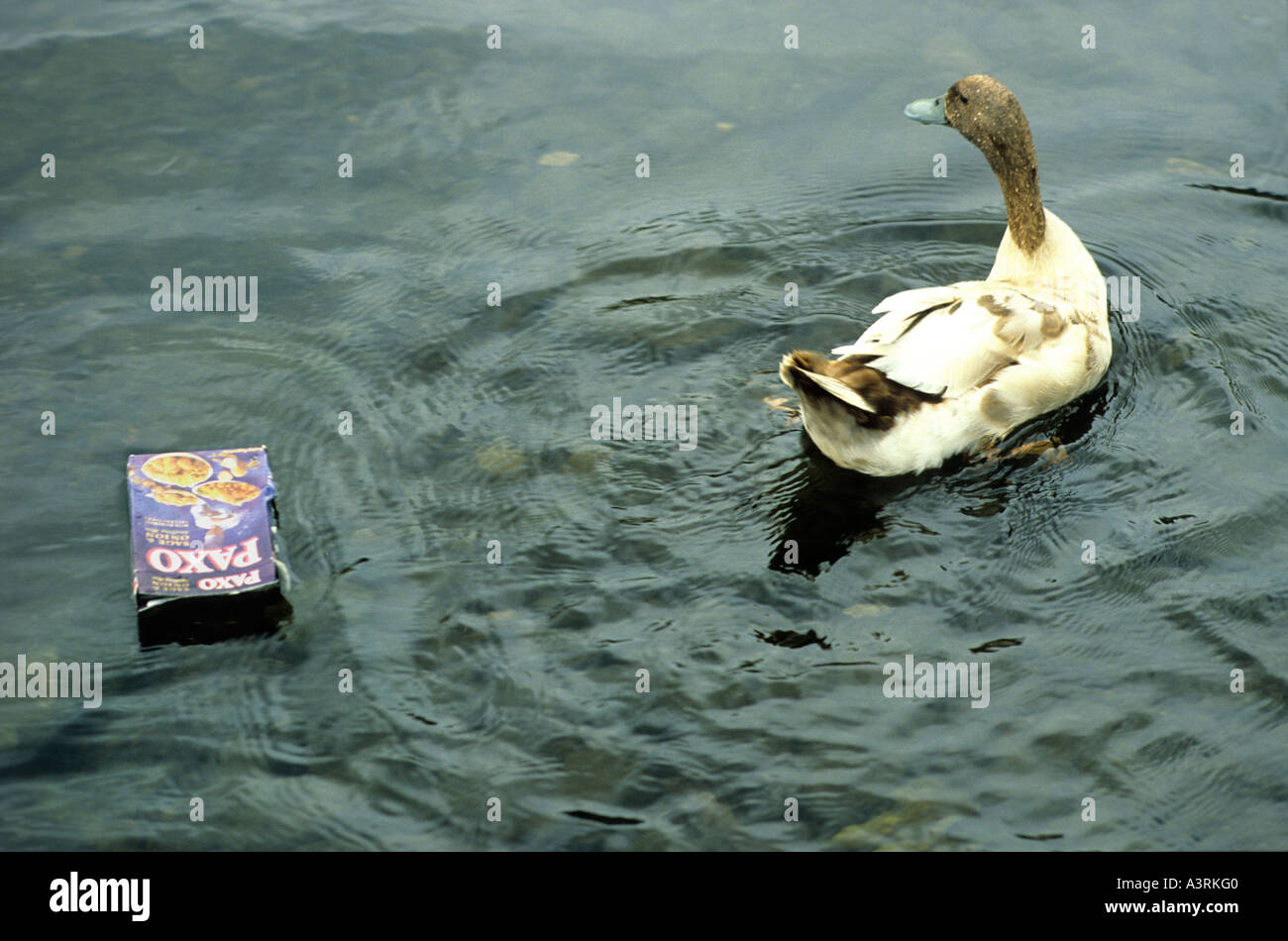 Humour, stuffing packet and duck on Watendlath Tarn Stock Photo - Alamy