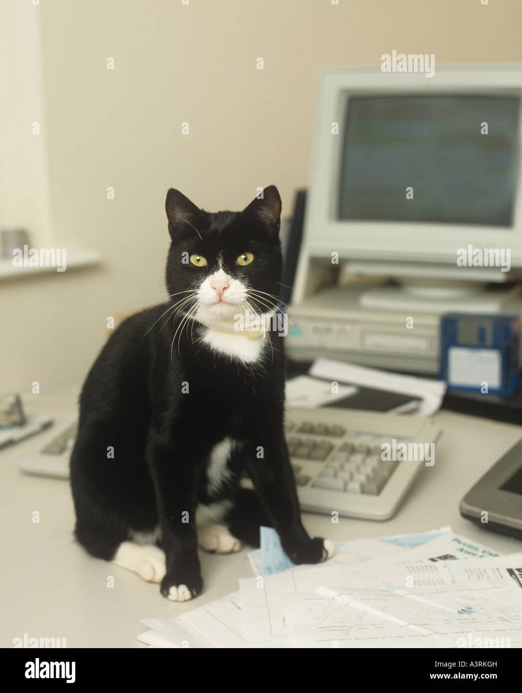 Cat files hi-res stock photography and images - Alamy