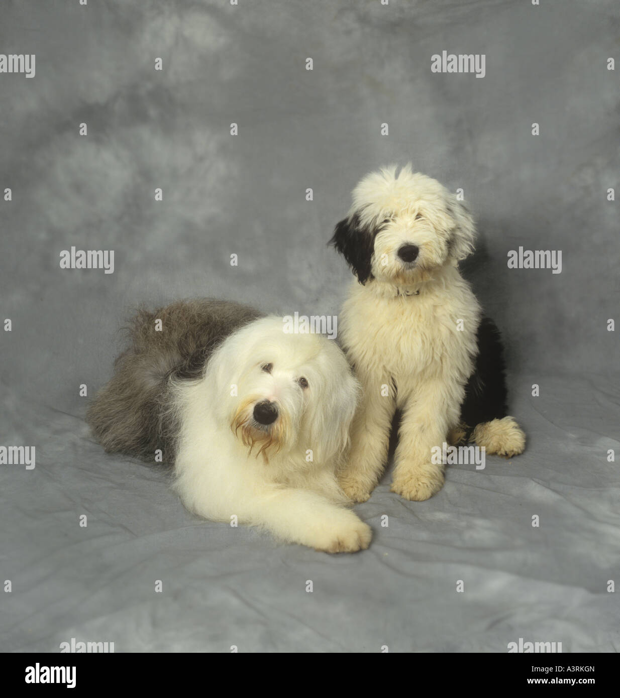 Old English Sheepdog & Puppy Stock Photo - Alamy
