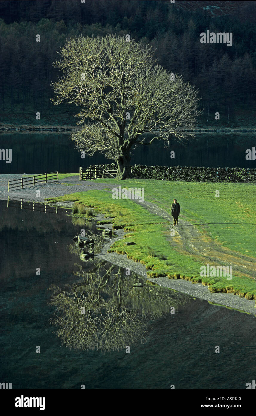 Solitary ash tree hi-res stock photography and images - Alamy