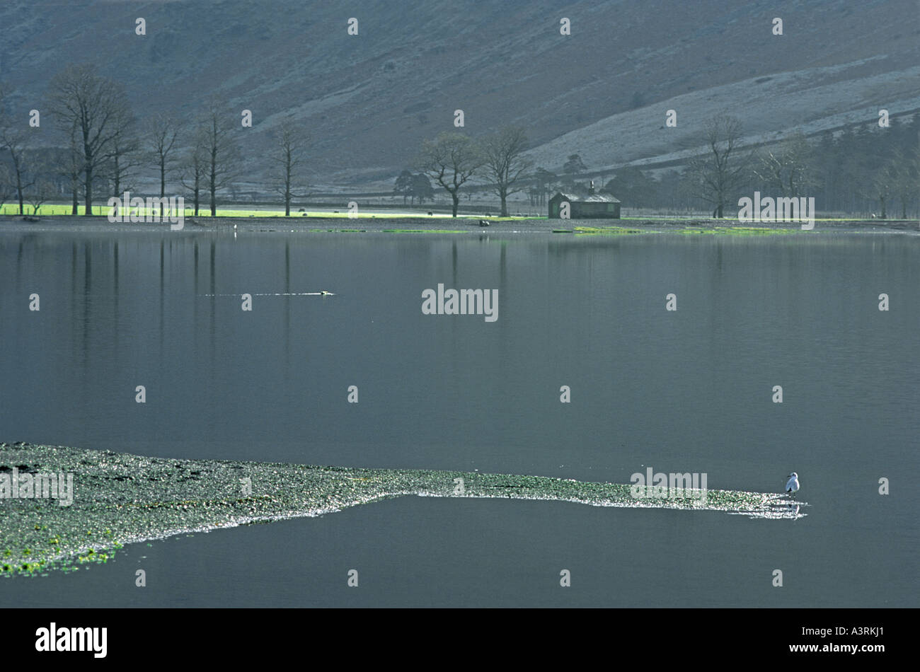 Buttermere Pines and fisherman's hut. English Lake District Stock Photo ...