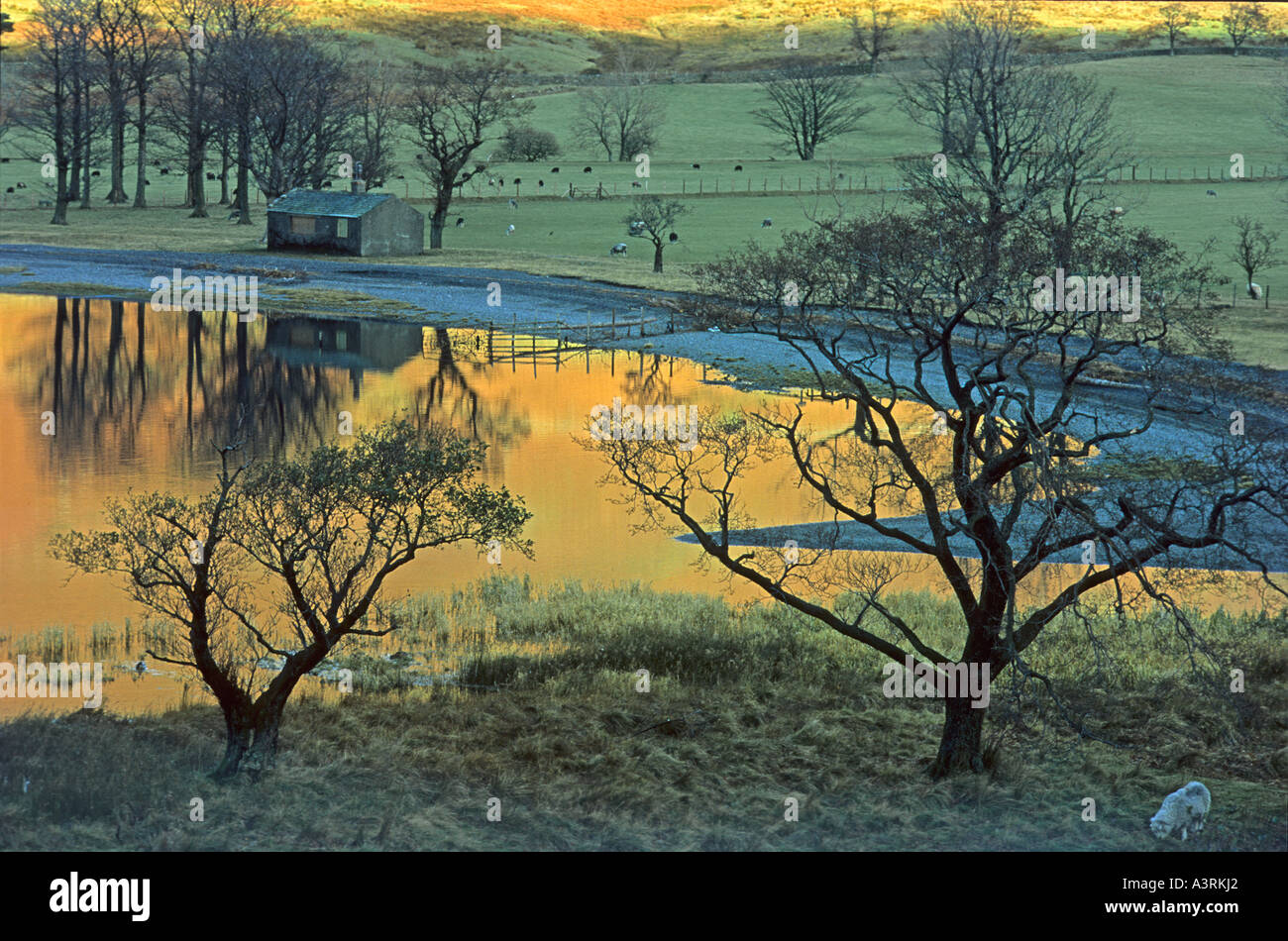 Fisherman's hut and Pines, Buttermere. English Lake District Stock ...