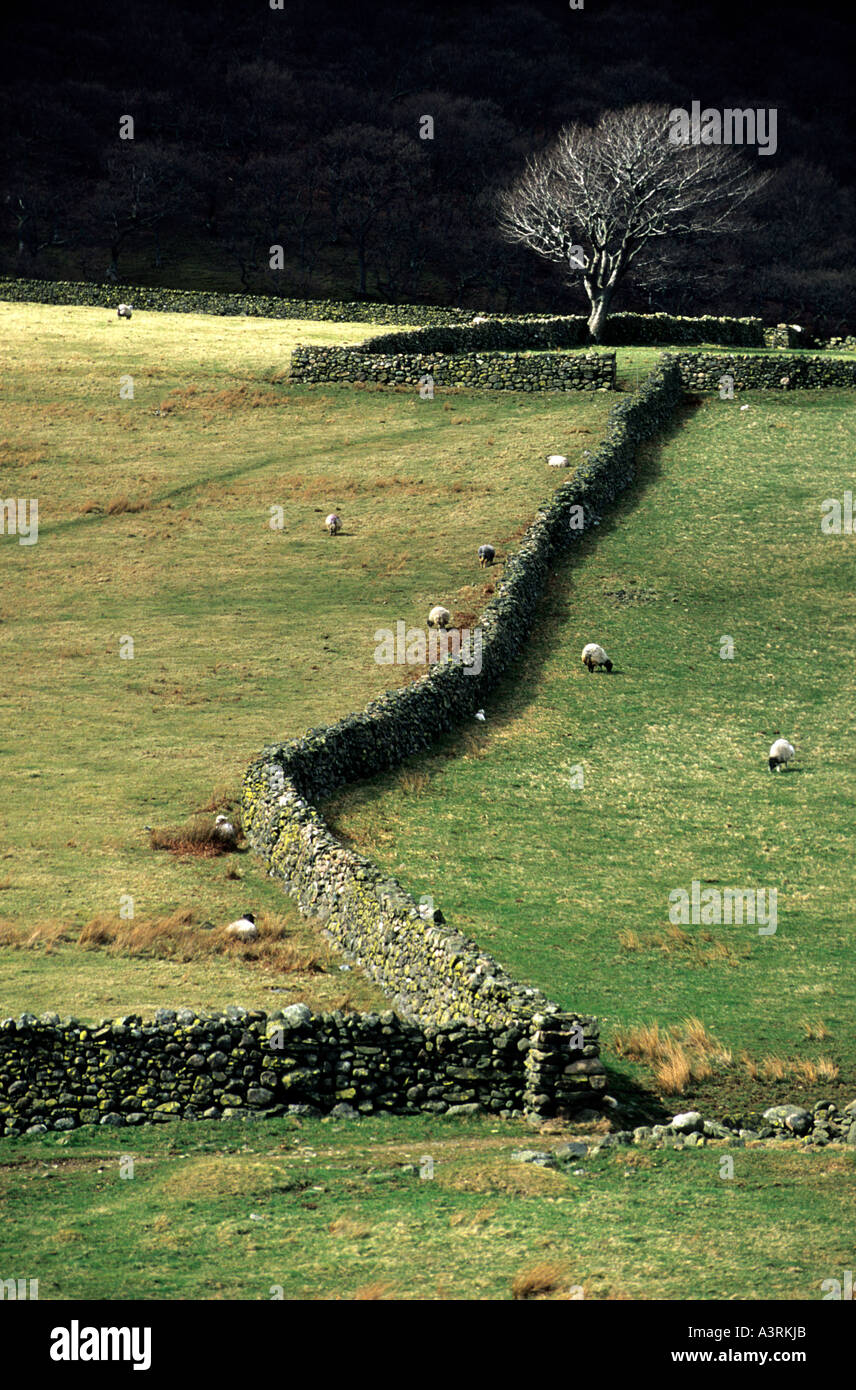 Dry stone wall backlit tree hi-res stock photography and images - Alamy