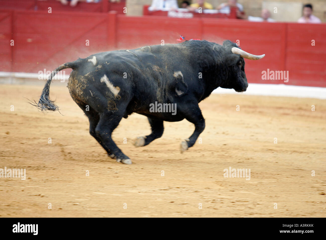 Bull charging spain hi-res stock photography and images - Alamy