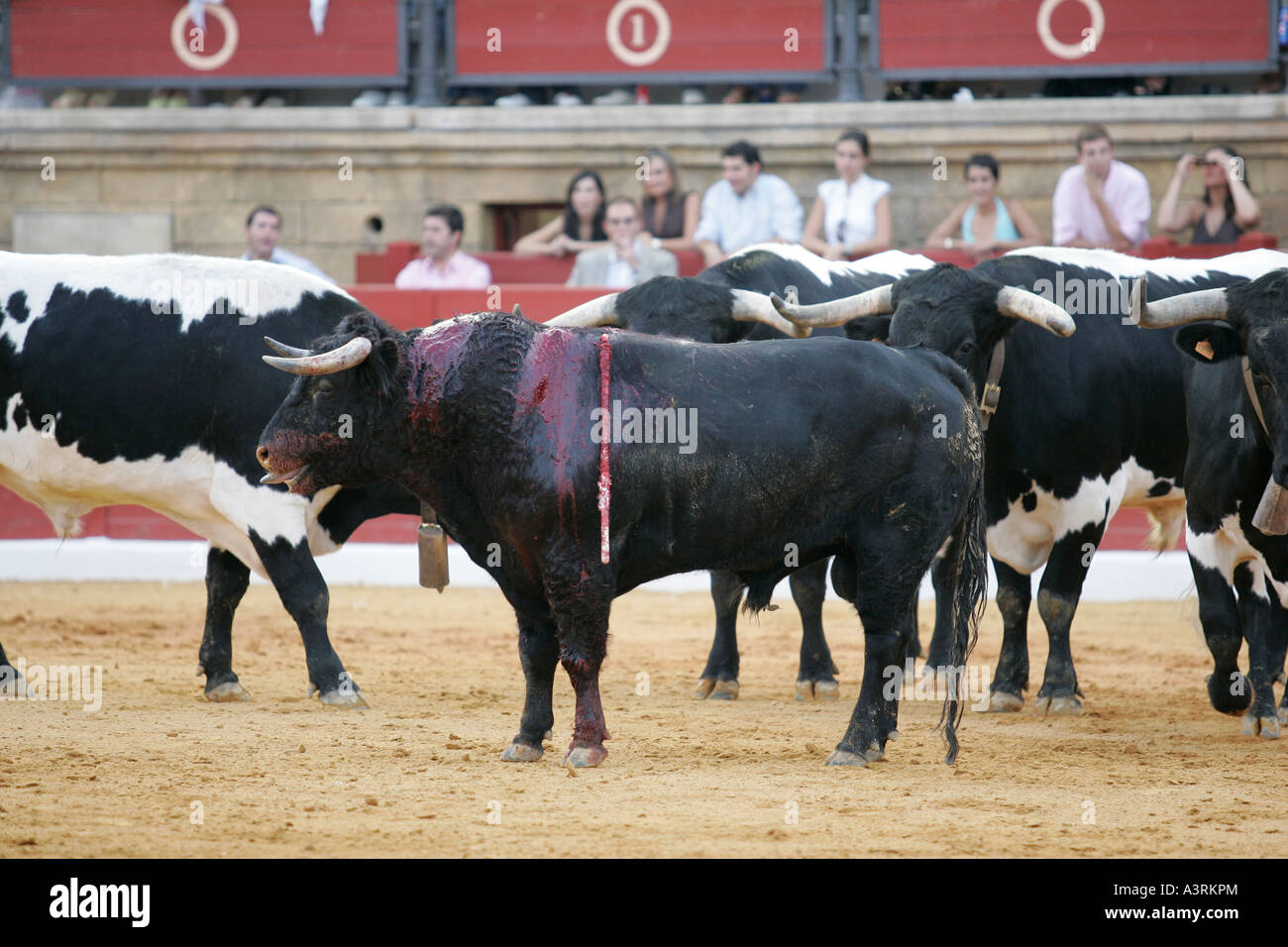 Bull fighting blood hi-res stock photography and images - Alamy