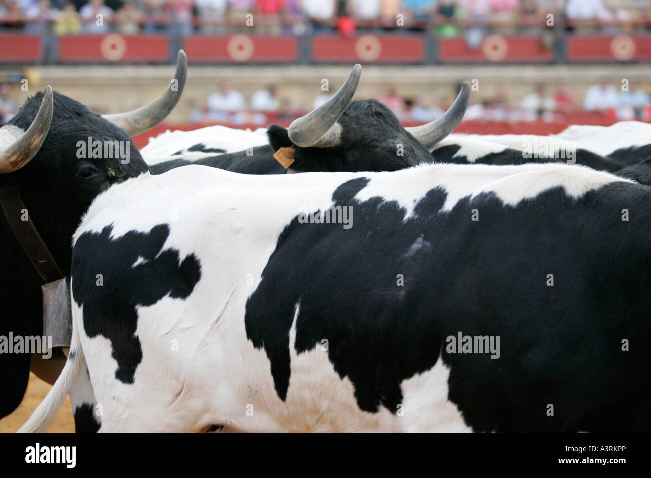 Bullocks horns hi-res stock photography and images - Alamy
