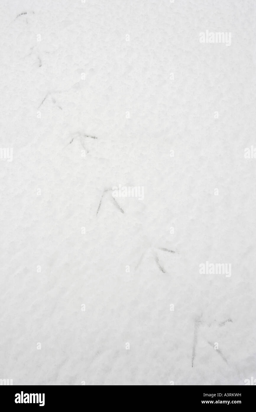 duck footprints in snow ( like arrows Stock Photo - Alamy