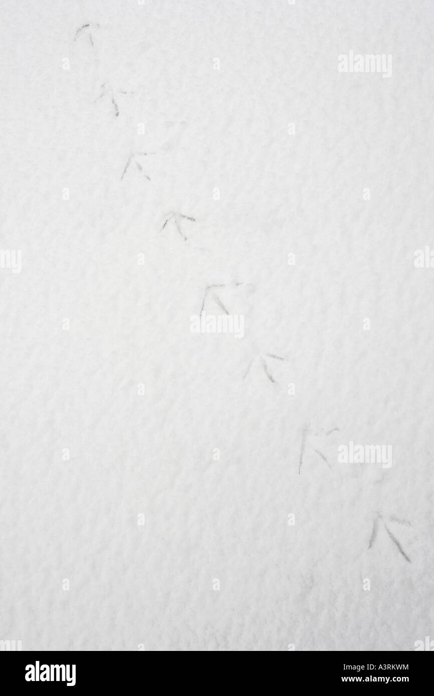 duck footprints in snow ( like arrows) pointing Stock Photo - Alamy