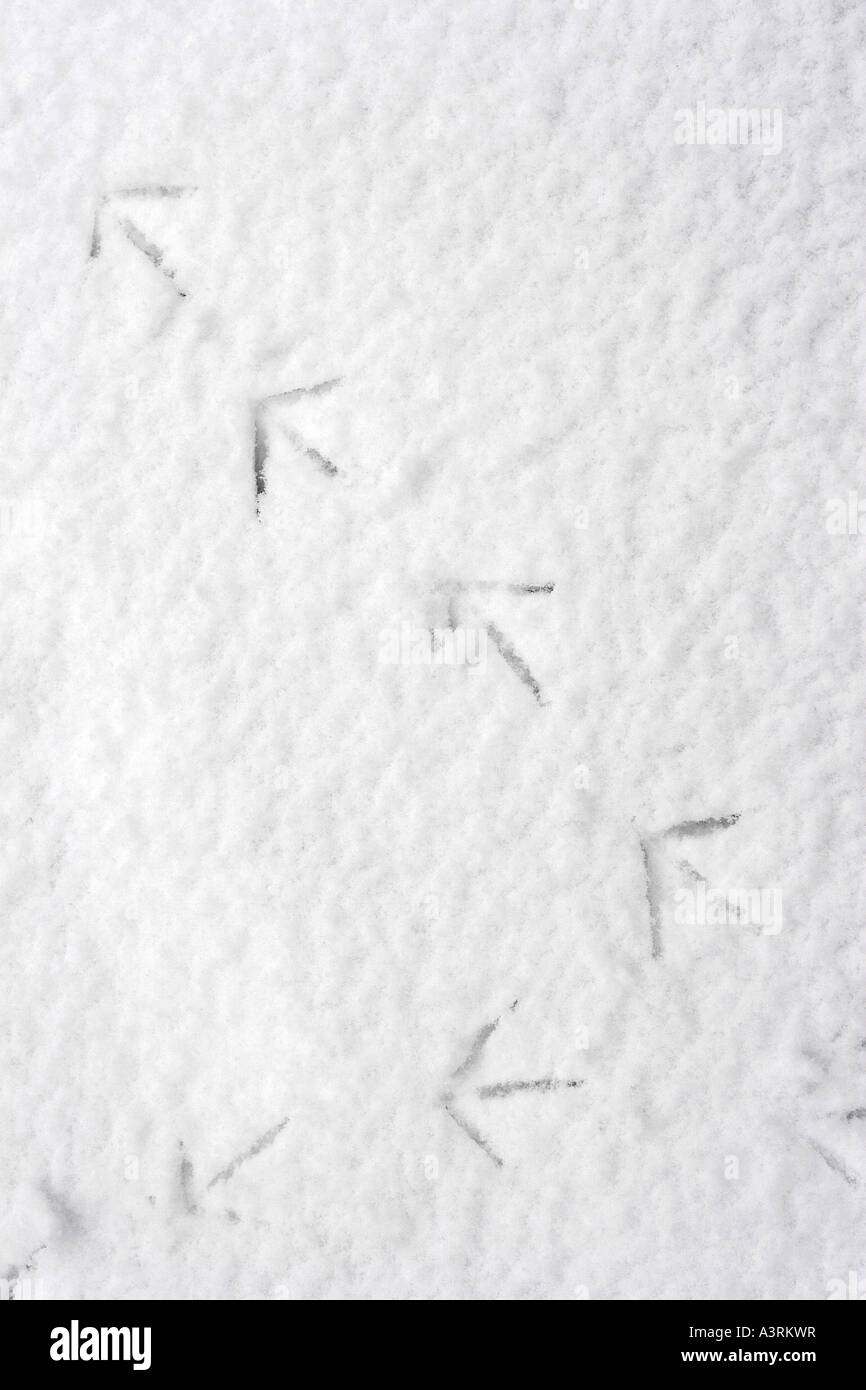 duck footprints in snow ( like arrows Stock Photo - Alamy