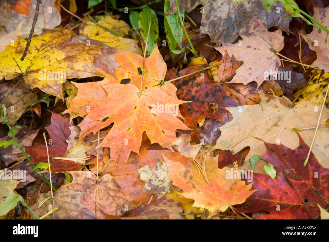 Colorful leaves hi-res stock photography and images - Alamy