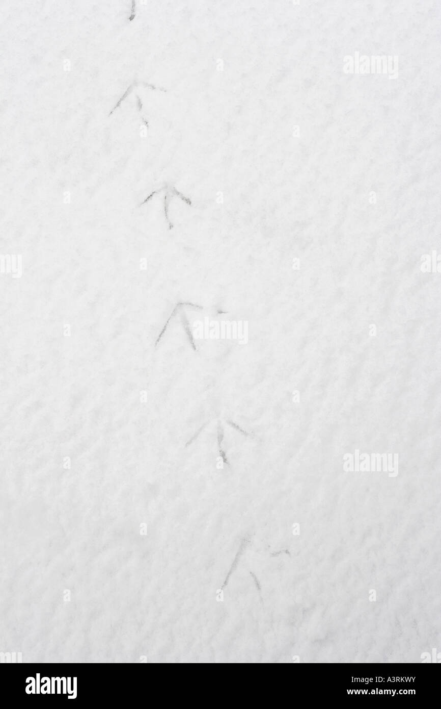 duck footprints in snow ( like arrows Stock Photo - Alamy
