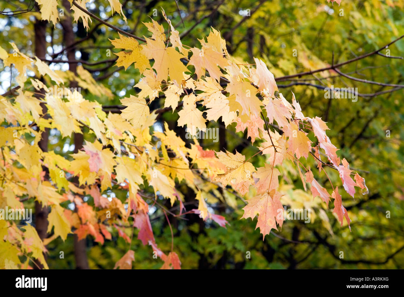 Maple lef hi-res stock photography and images - Alamy