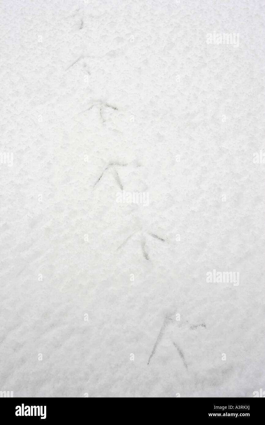 duck footprints in snow ( like arrows Stock Photo - Alamy