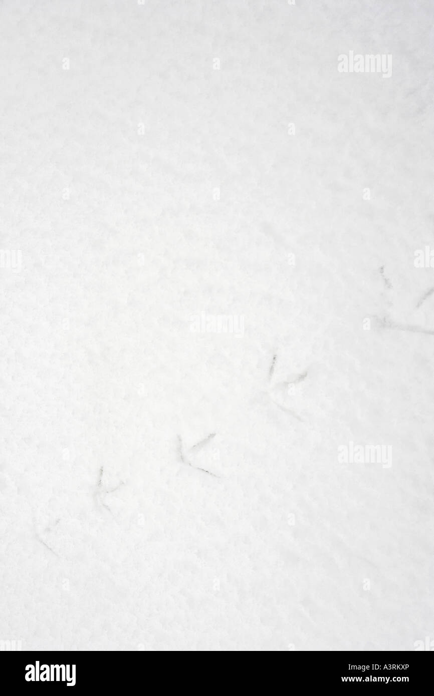 duck footprints in snow ( like arrows Stock Photo - Alamy