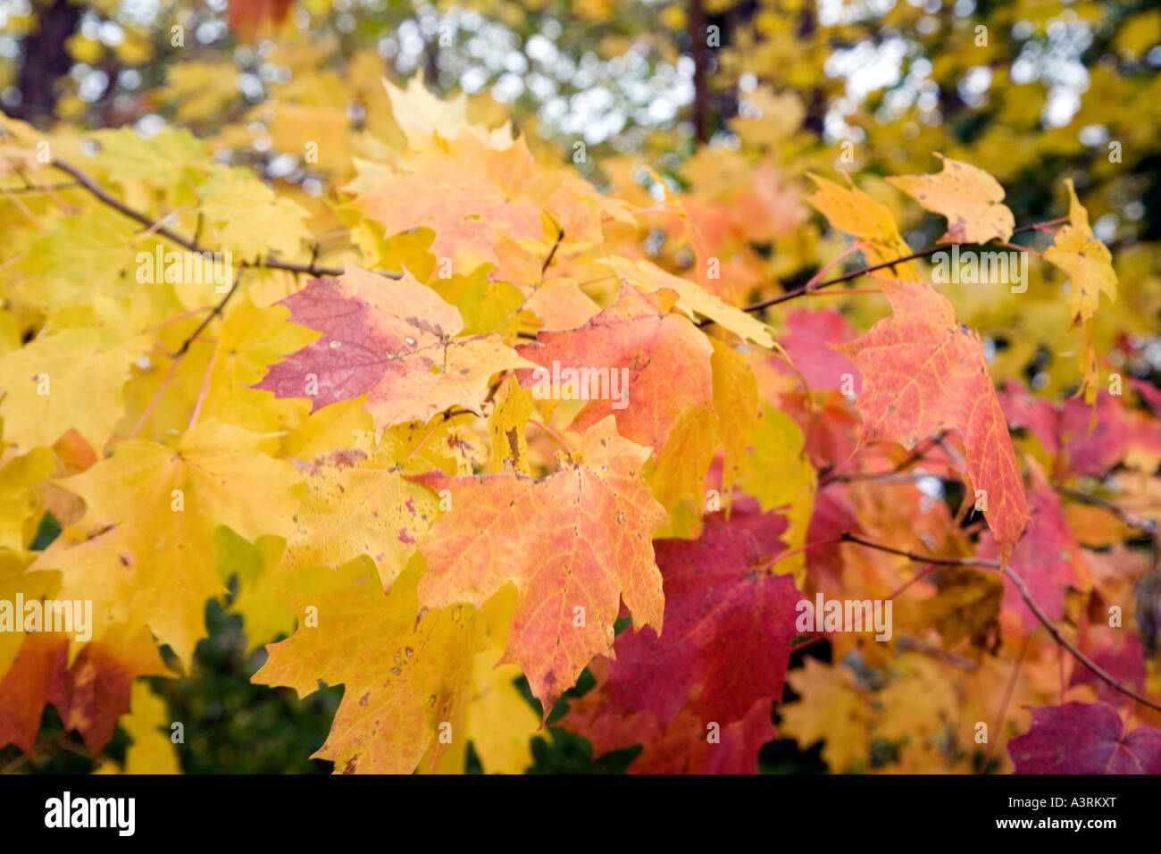 Colorful image of maple leaves in fall Stock Photo - Alamy