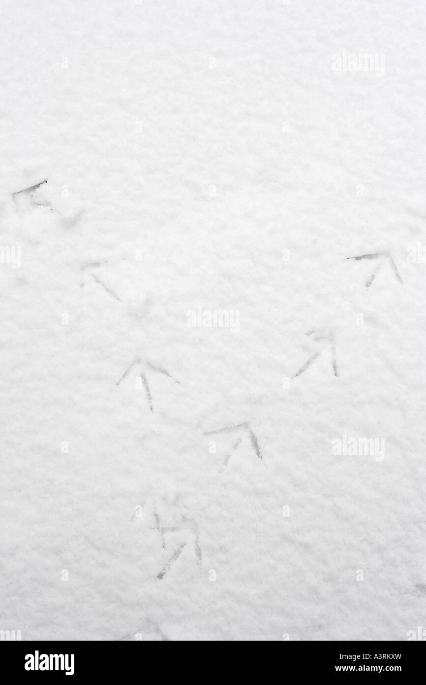 duck footprints in snow ( like arrows Stock Photo - Alamy