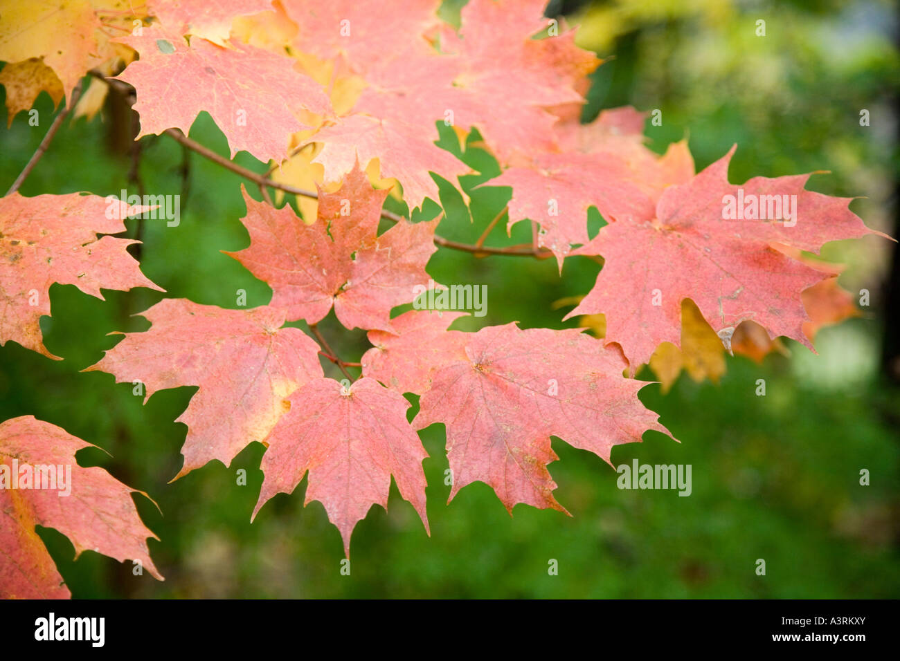 Colorful image of maple leaves in fall Stock Photo - Alamy