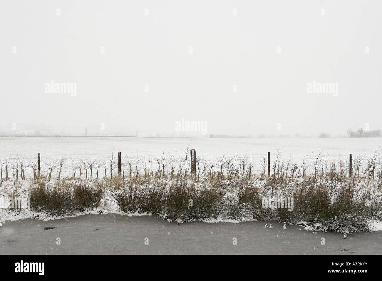 frozen pond water winter Stock Photo - Alamy