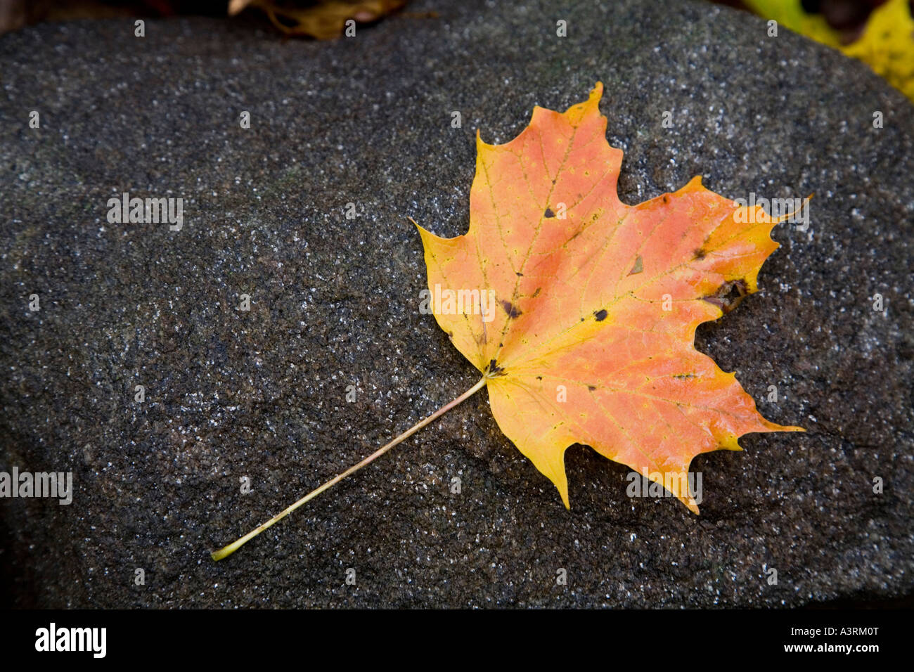 Fallen maple leaf over a dark stone icon iconic symbol concept ...