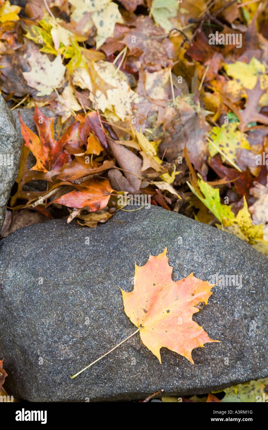Colorful fallen leaves in autumn Stock Photo - Alamy