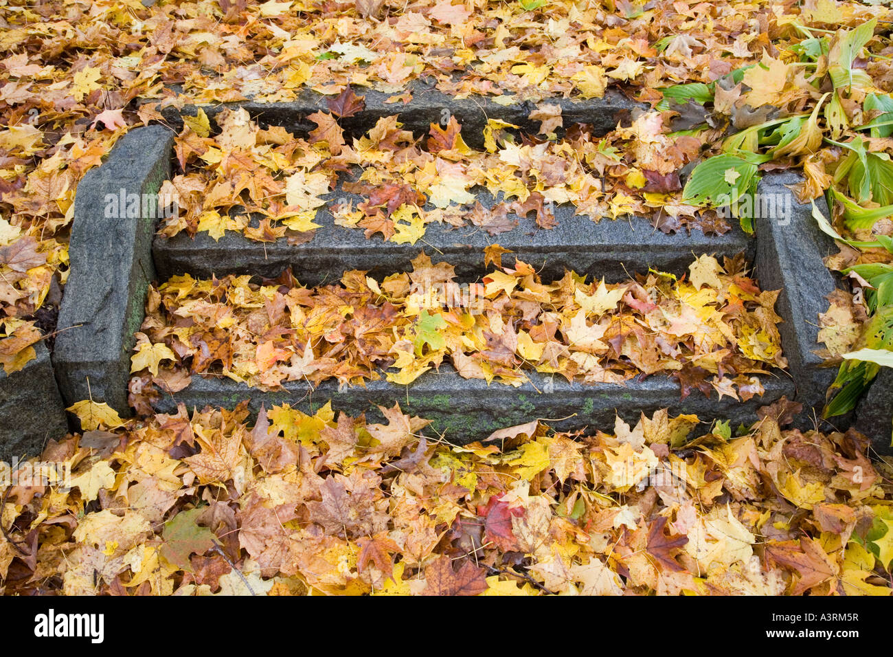 Old stone steps covered by dead maple leaves Connecticut USA Stock ...