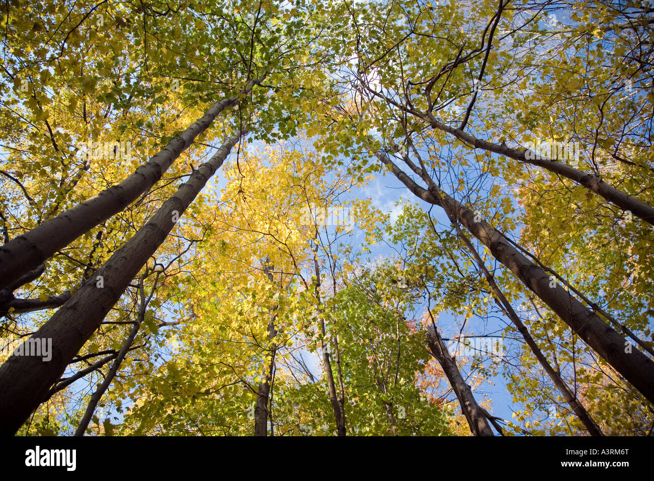 Maple trees in fall from a low angle view USA Stock Photo - Alamy