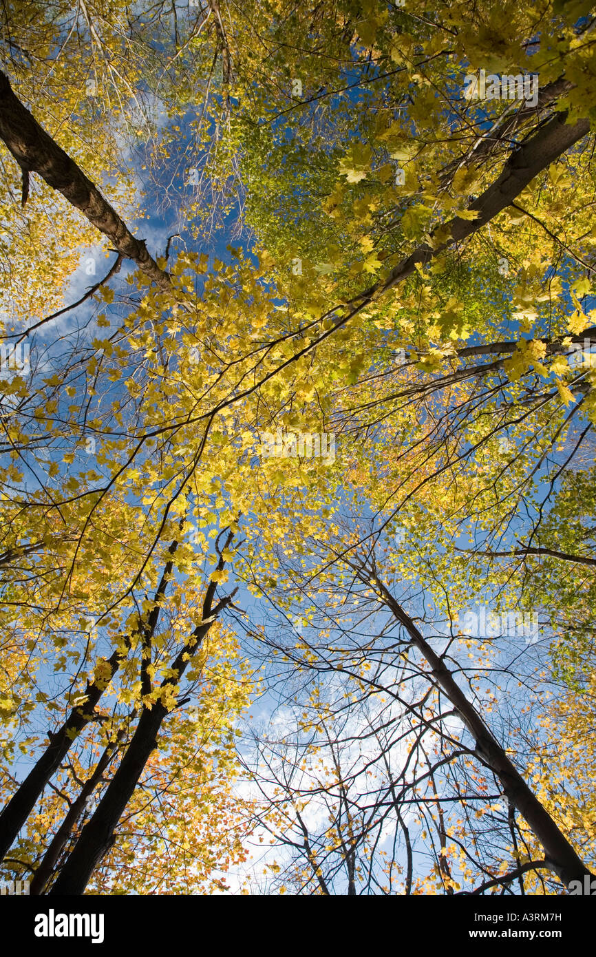 Maple trees in fall from a low angle view USA Stock Photo - Alamy