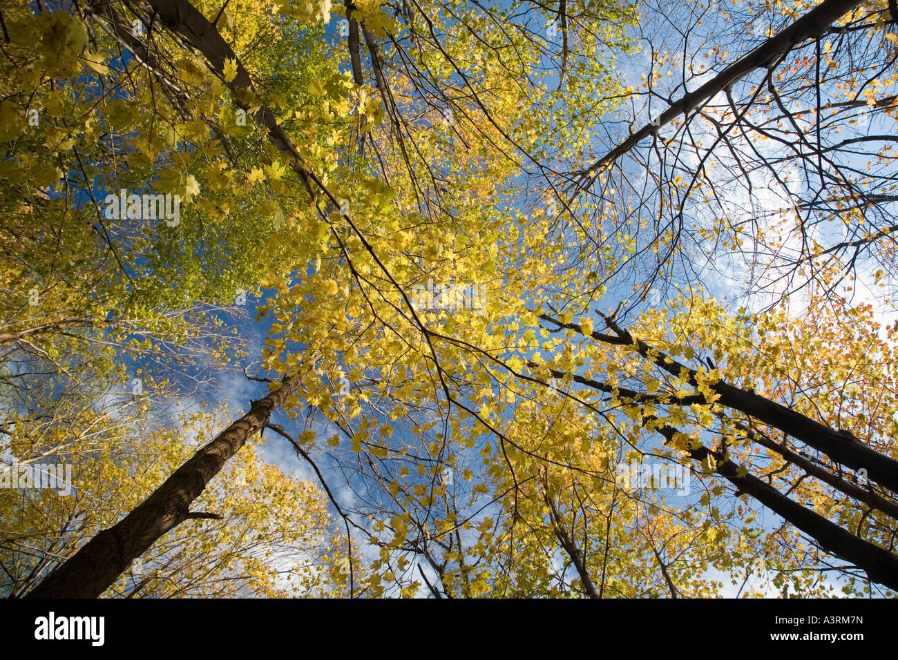 Fallen from a maple tree hi-res stock photography and images - Alamy