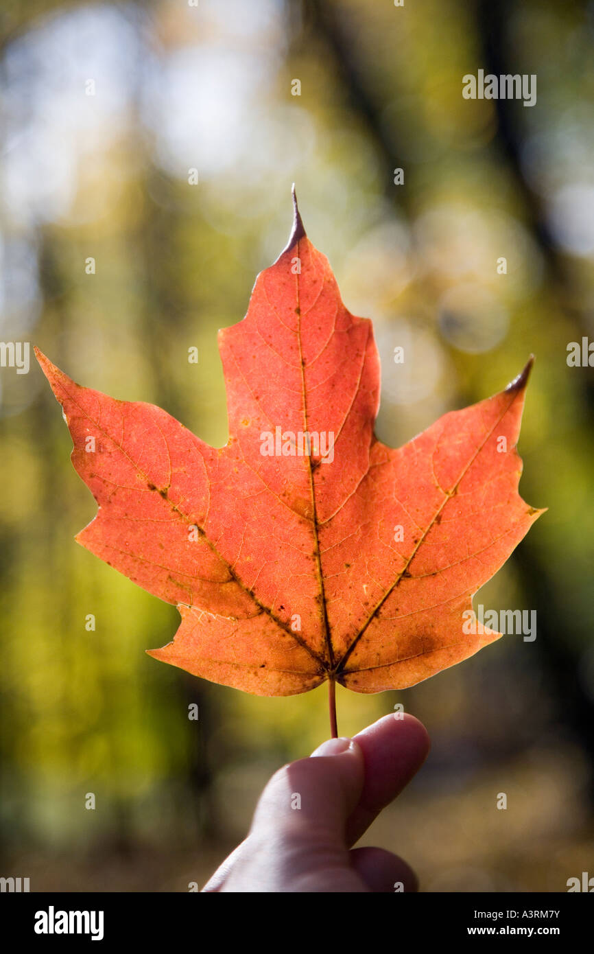 A hand holding a fallen maple leaf Connecticut USA Stock Photo - Alamy