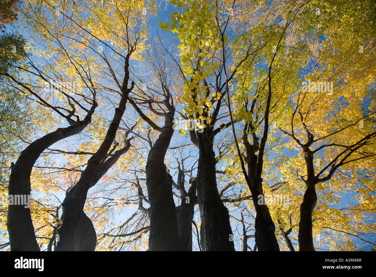 Big maple tree in fall Connecticut USA Stock Photo - Alamy