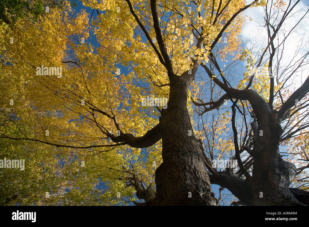 Big maple tree from a low angle view in fall Connecticut USA Stock ...