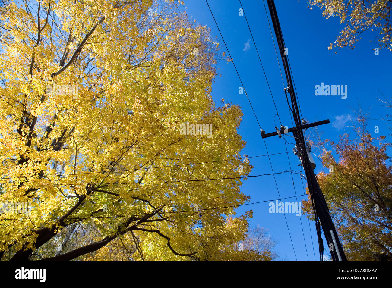 A yellow maple and a post and power line in fall Connecticut USA Stock ...