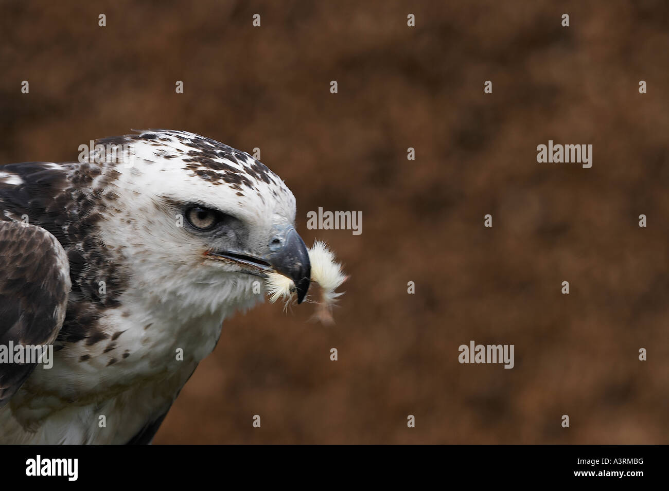 Martail hi-res stock photography and images - Alamy