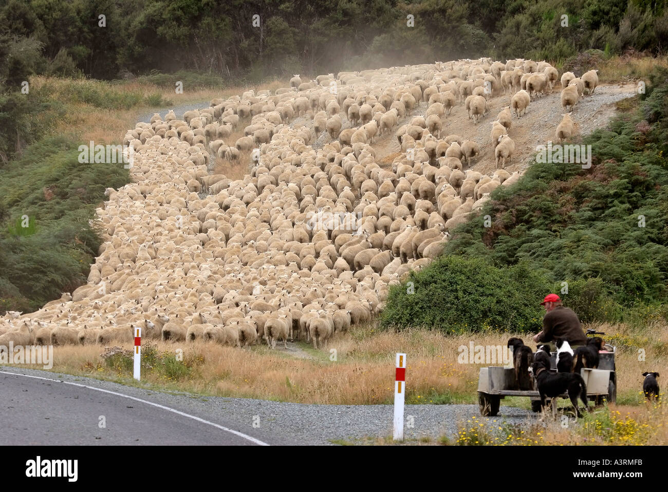 South Island New Zealand Milford Sound Sheep Herding Stock Photo - Alamy